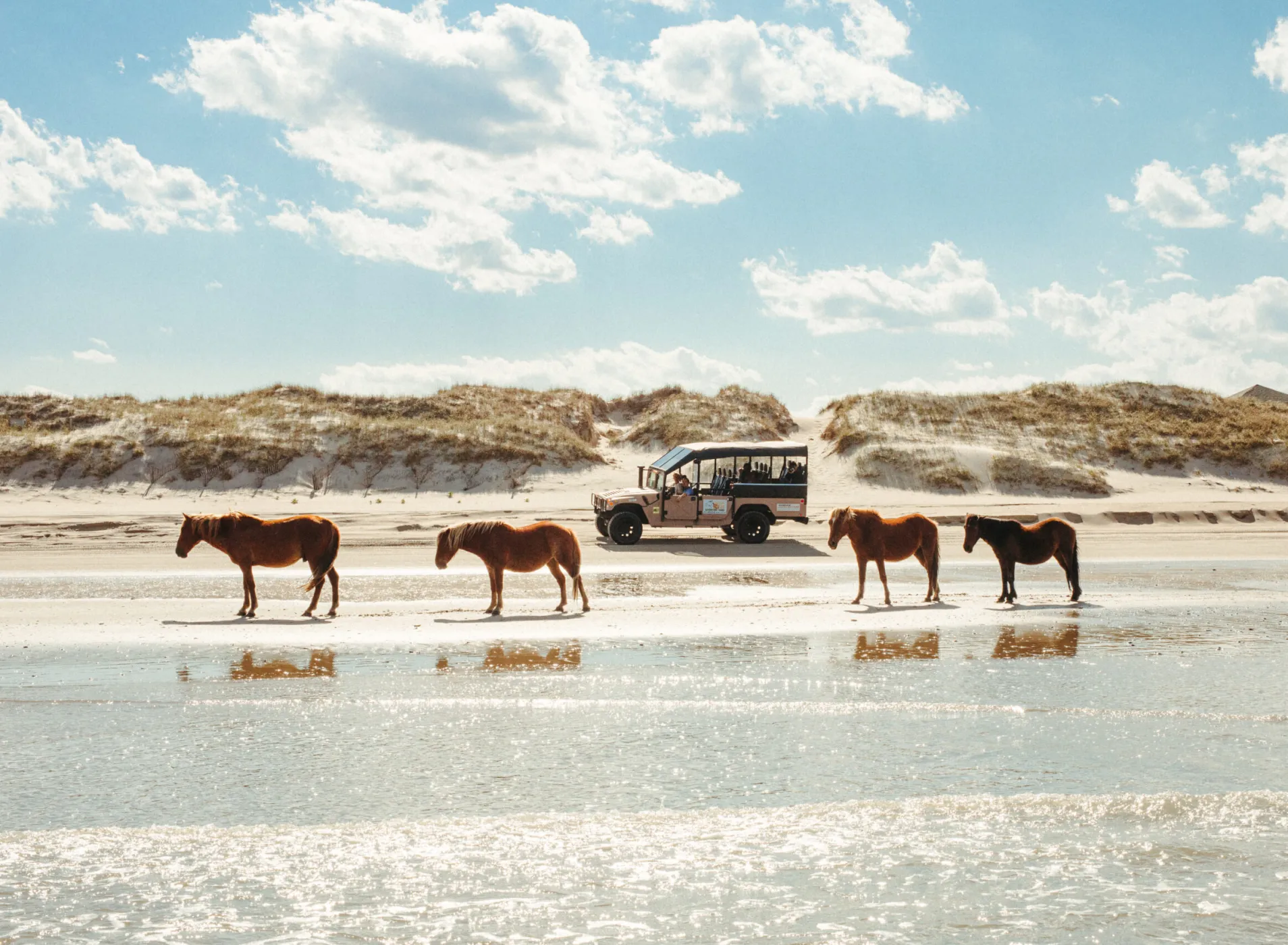 Wild Horse Adventure Tours | Outer Banks Horse Tours Corolla NC